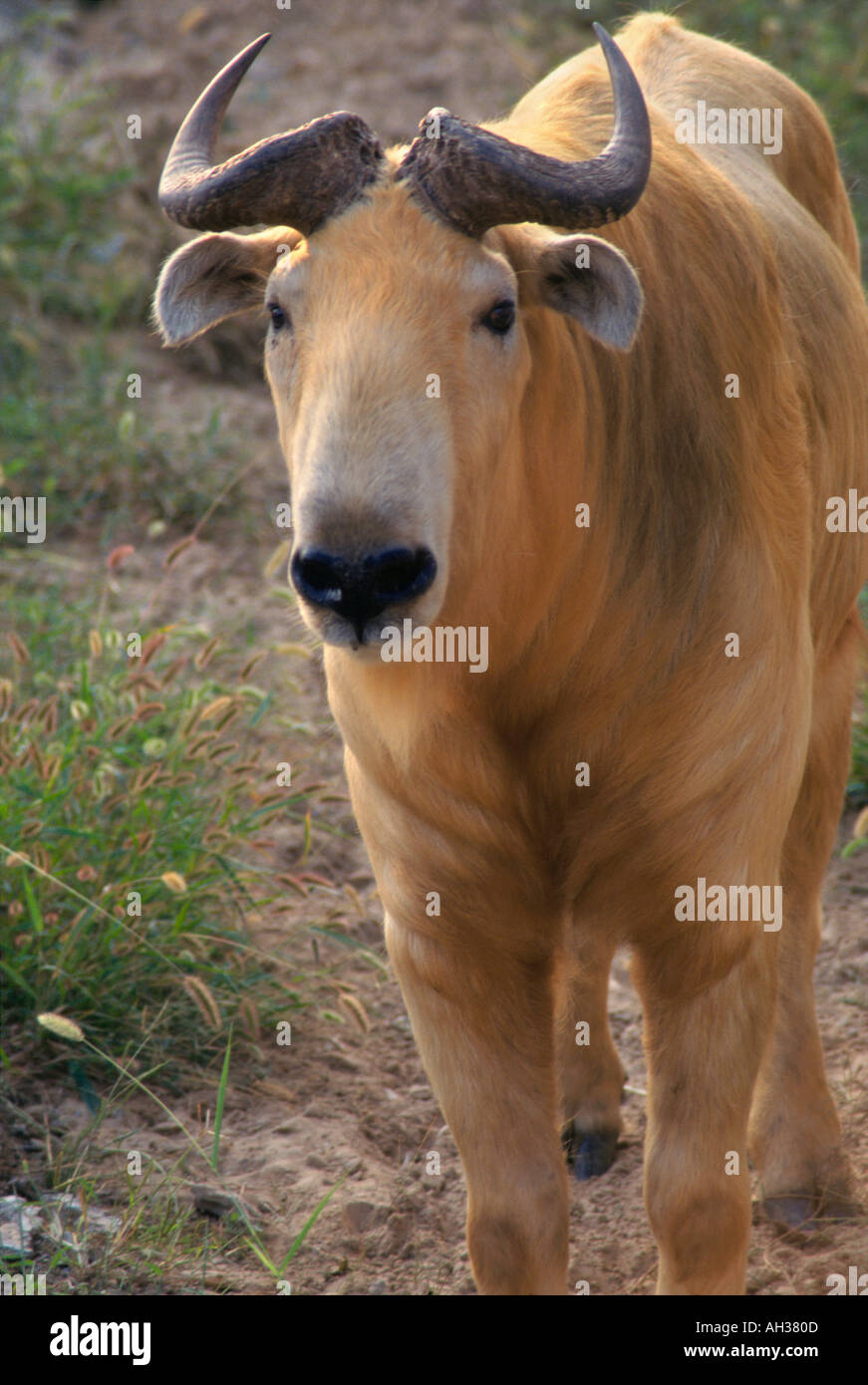 Golden Takin Budorcas taxicolor Wolong Valley Sichuan Province China ...