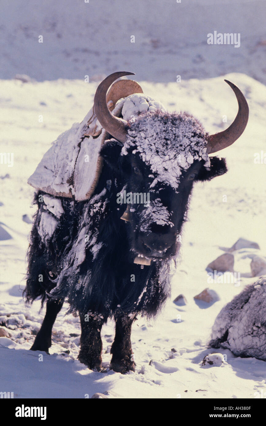 Tibetan yak in snow covered mountain Tibet China Stock Photo - Alamy