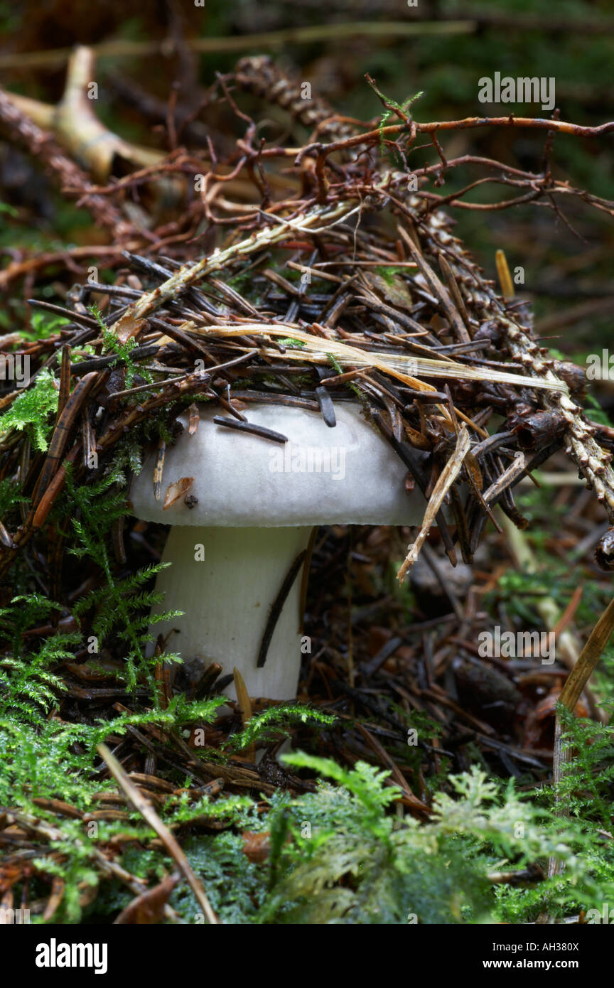 Fungi in coniferous woodland Stock Photo - Alamy