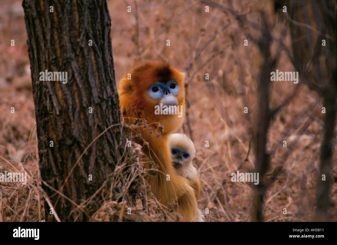 Golden Hair Monkeys Presbytis Geei mother hugging baby in forest China ...