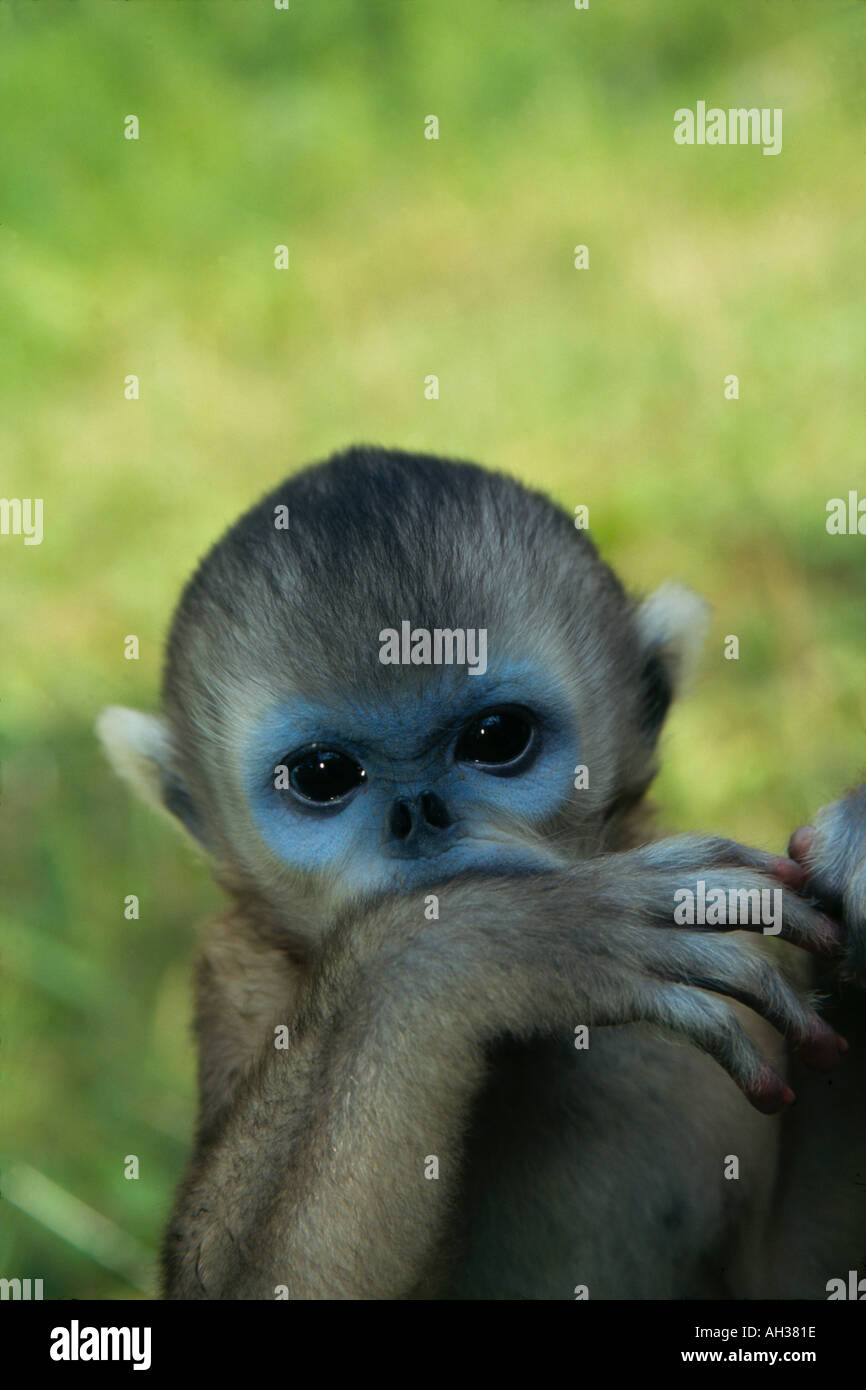 Golden monkey cub wild animal hi-res stock photography and images - Alamy