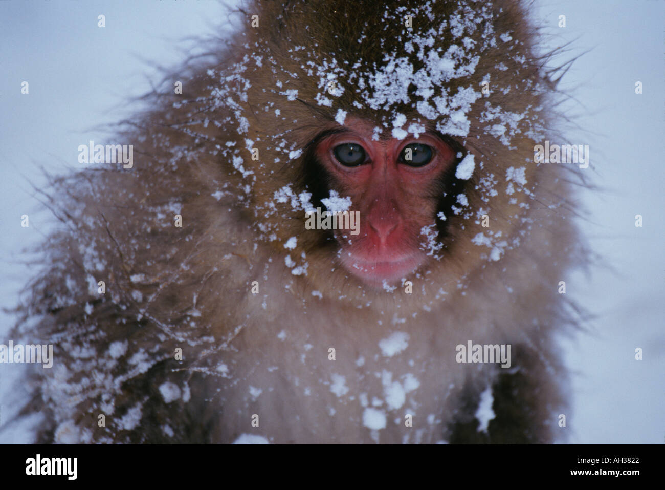 Baby Japanese Snow Monkey hair covered with snow flakes Japan Stock ...