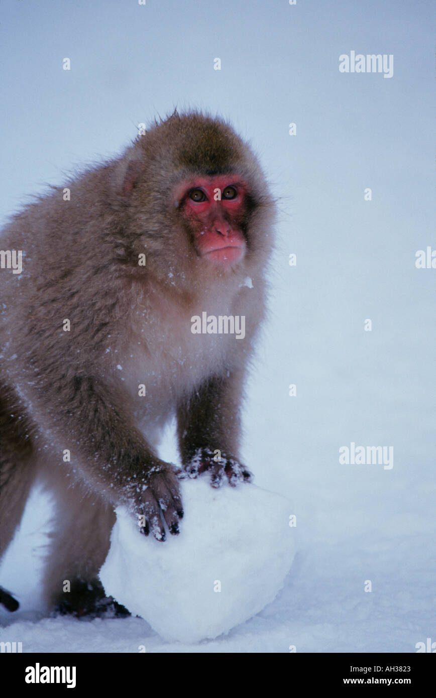 Japanese macaque snowball hi-res stock photography and images - Alamy