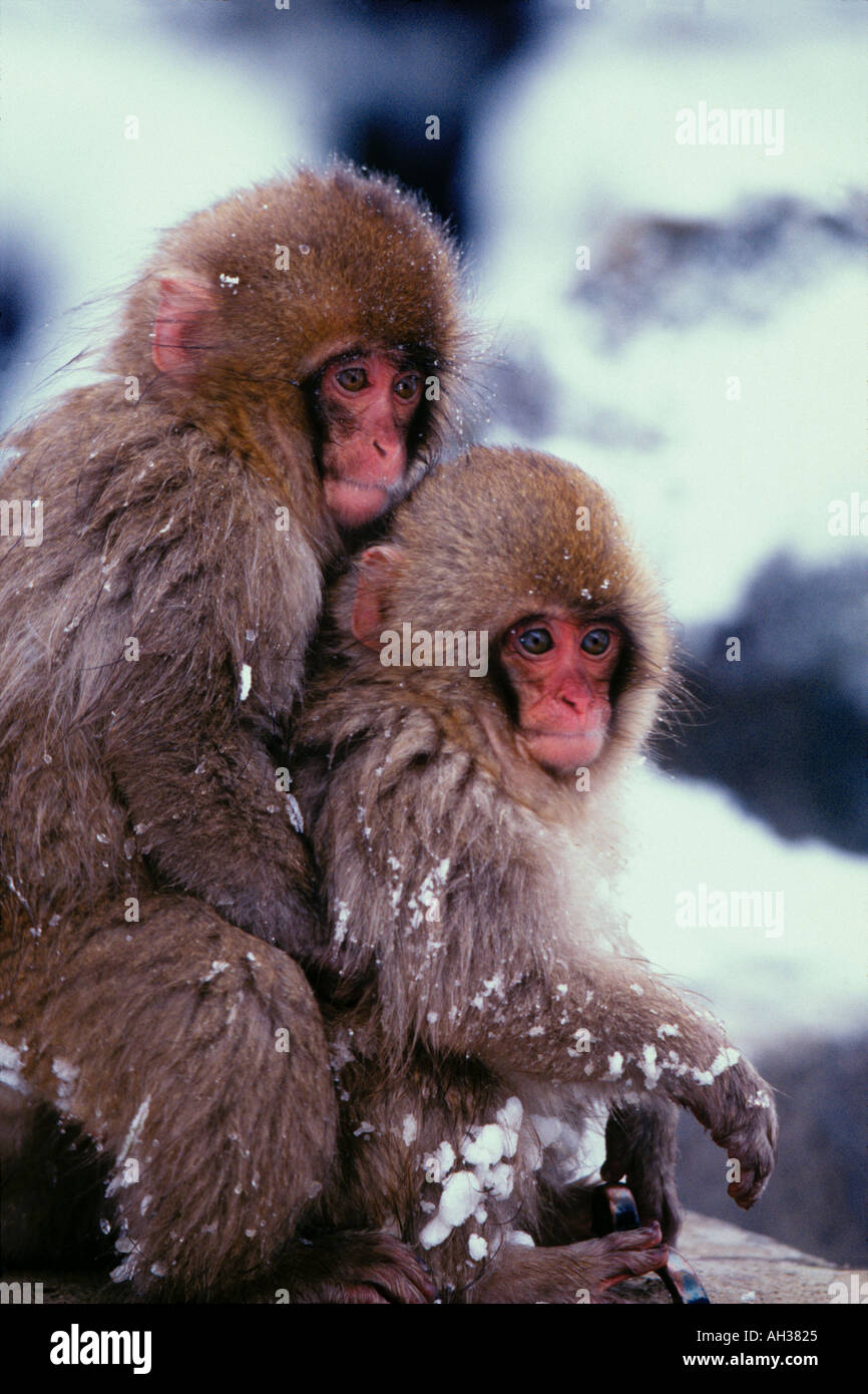 Two playful monkeys hi-res stock photography and images - Alamy
