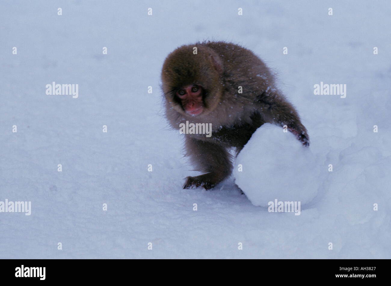 Baby Japanese Snow Monkey rolling snowball Japan Stock Photo - Alamy