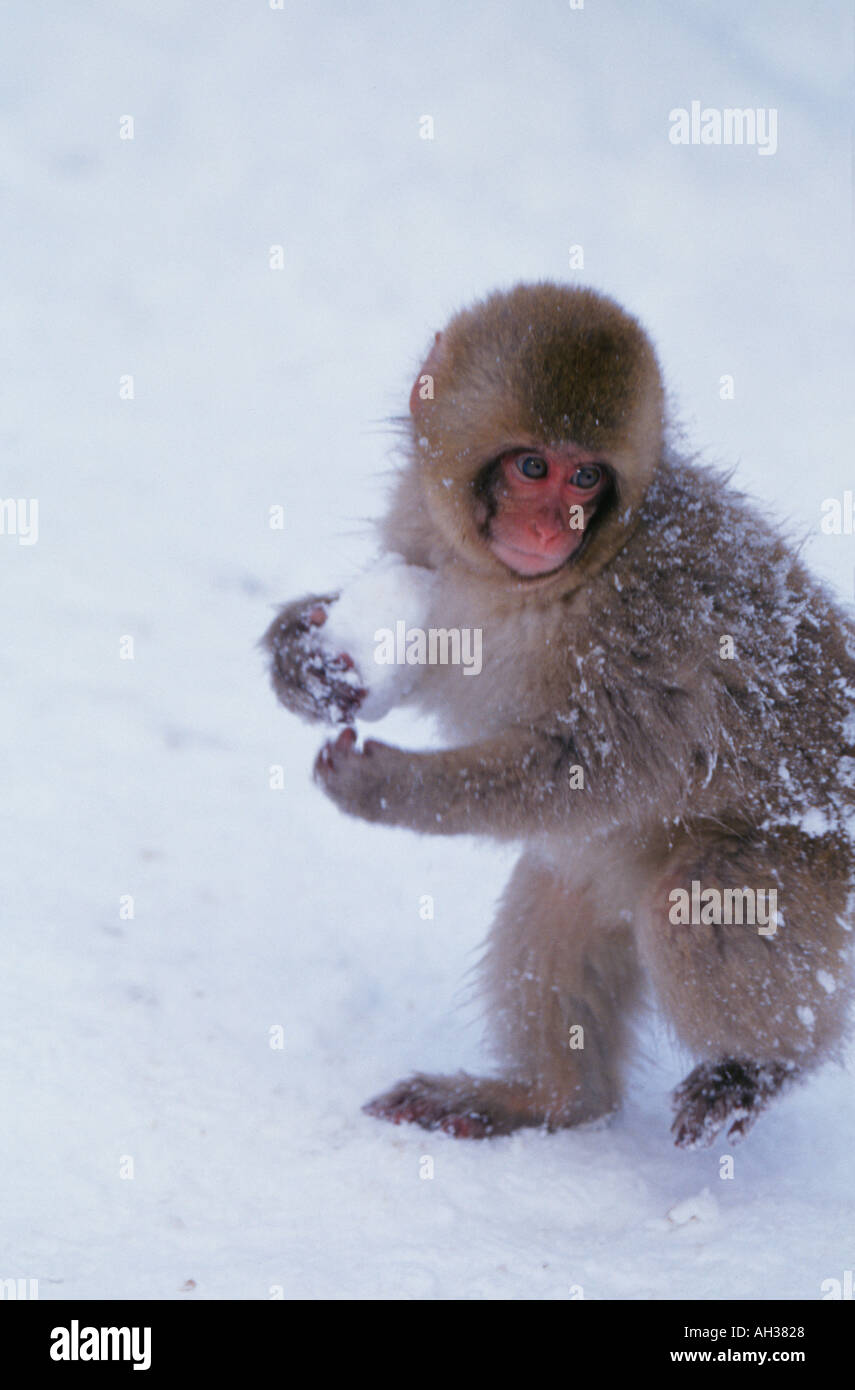 Japanese Monkey Snowball High Resolution Stock Photography and Images ...