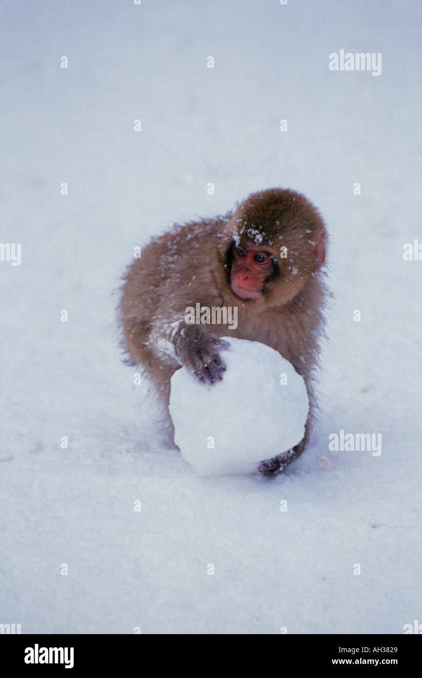 Baby Japanese Snow Monkey playing with snowball Japan Stock Photo - Alamy
