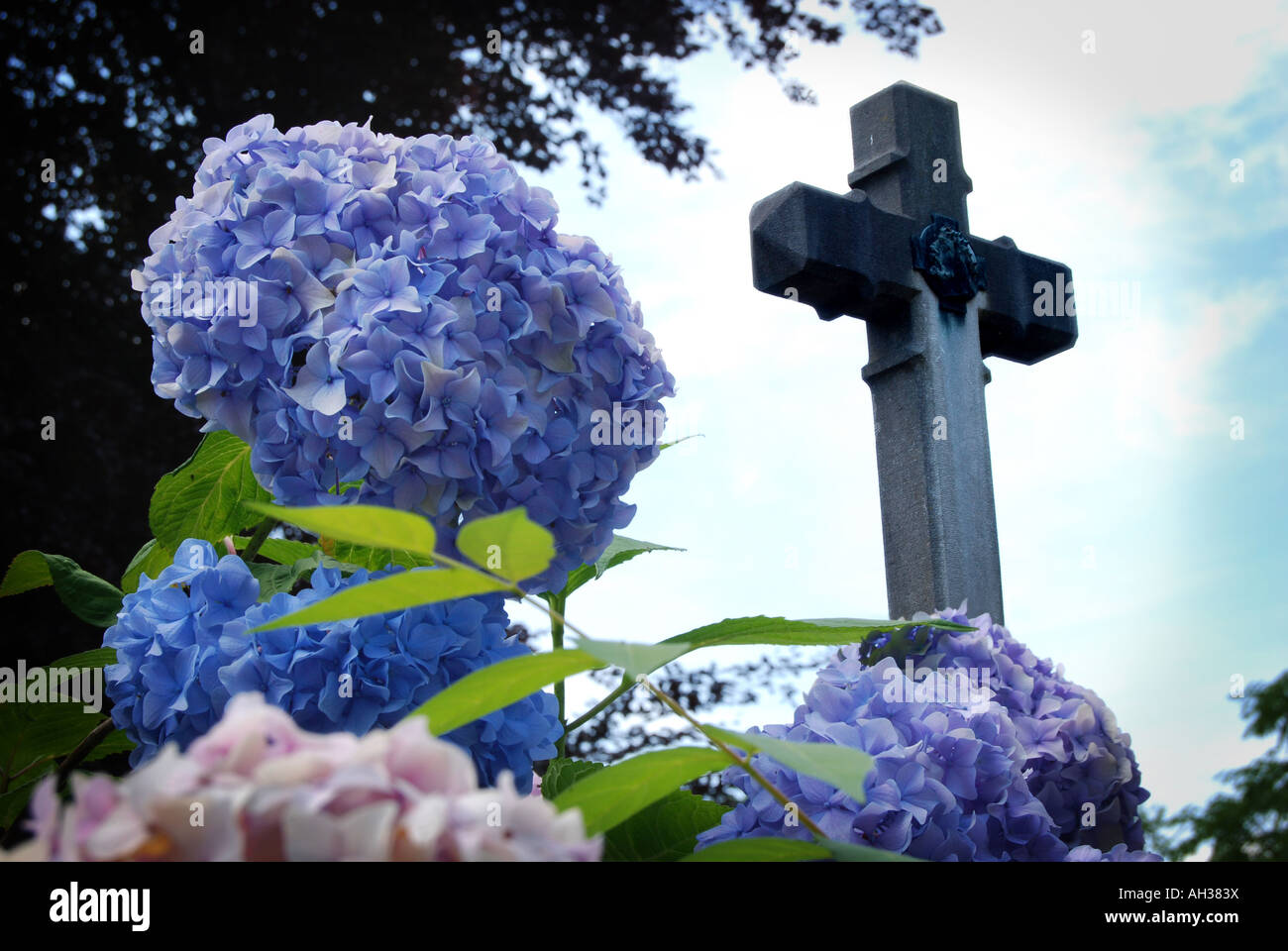 hard stone graveyard cross with hortensia blooming Stock Photo - Alamy