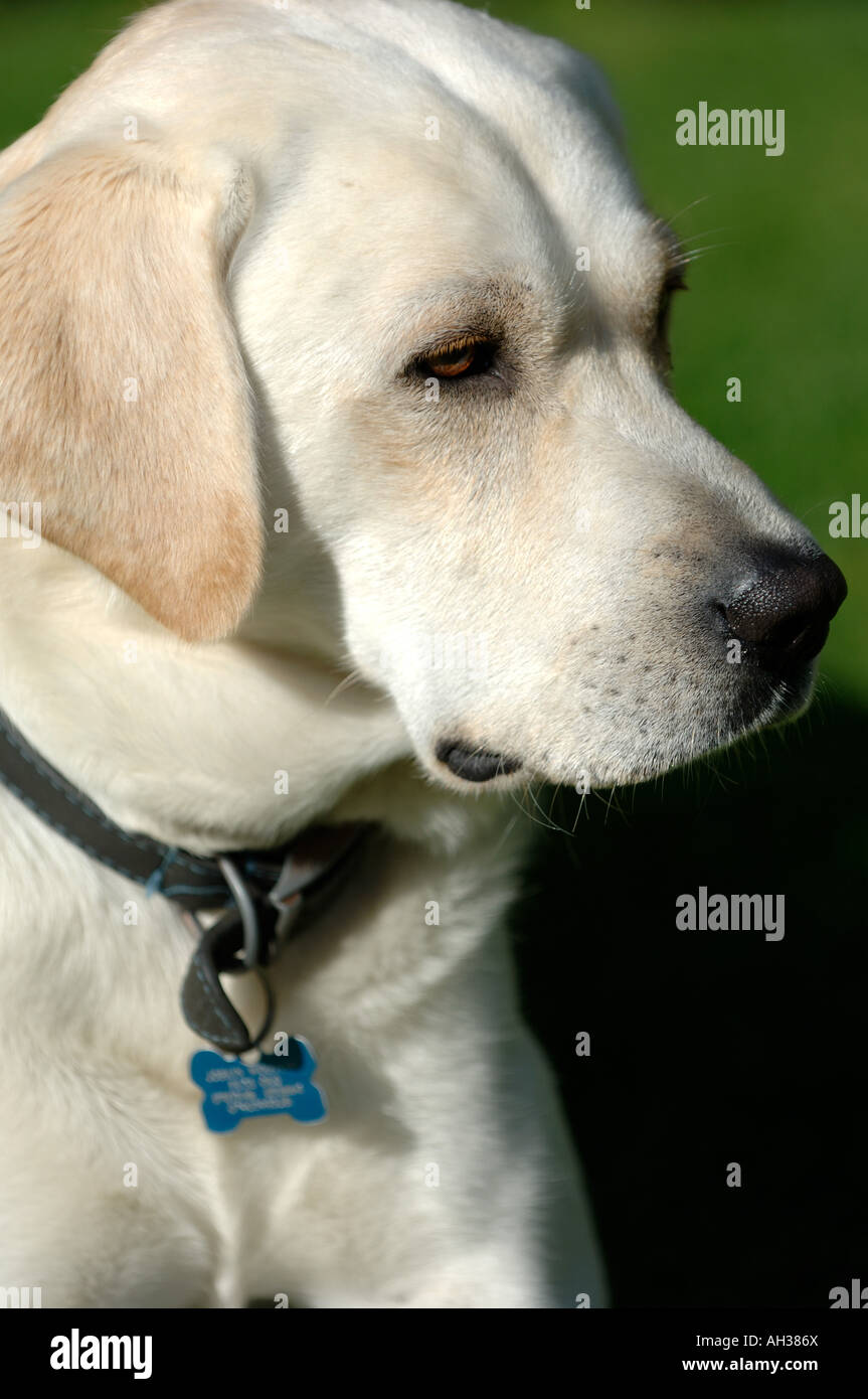 Golden labrador dog Stock Photo - Alamy