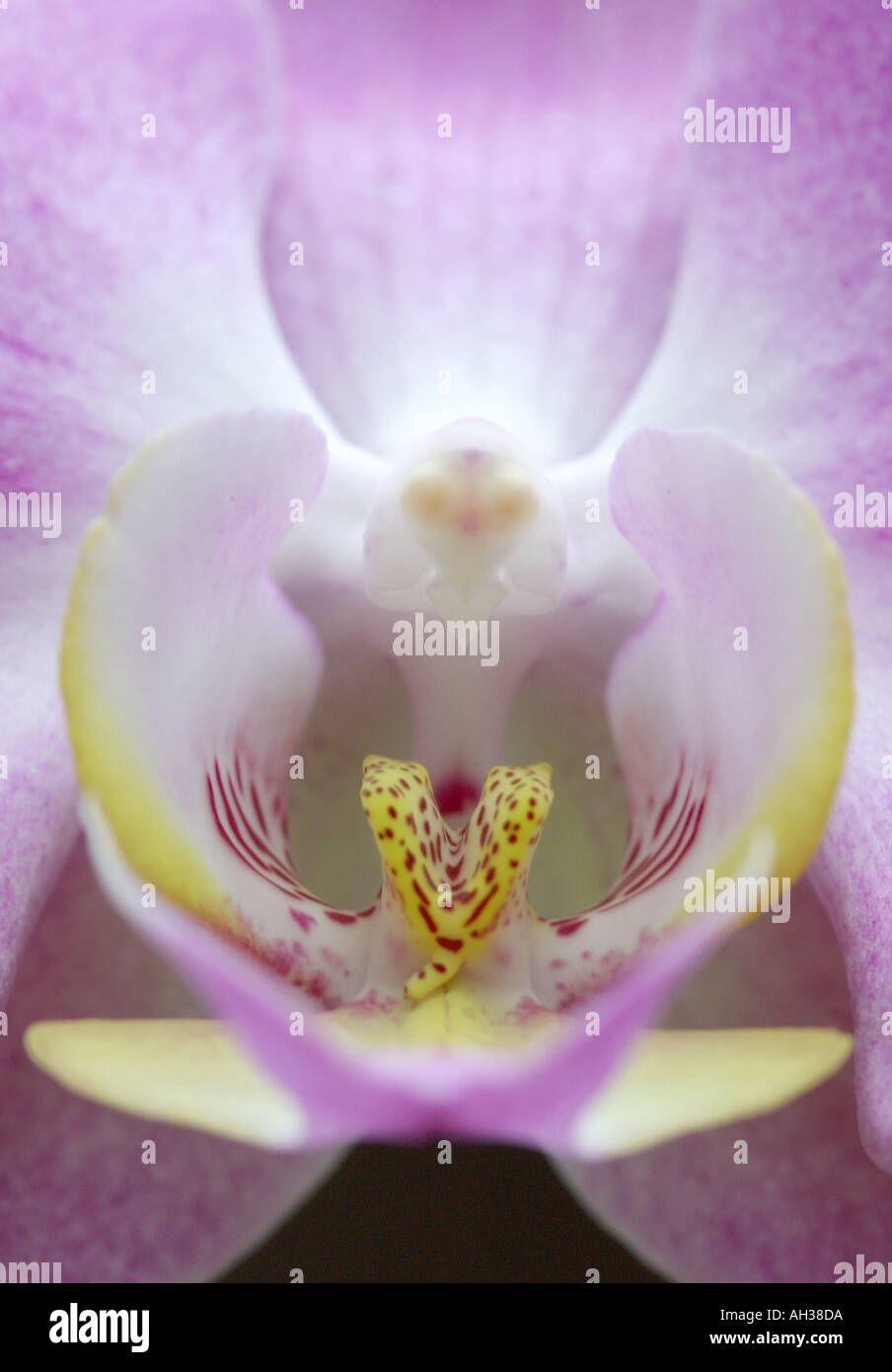 Micro orchids hi-res stock photography and images - Alamy