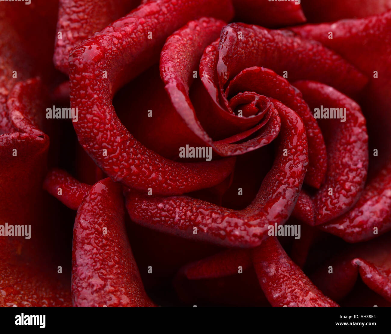 Magic rose hi-res stock photography and images - Alamy