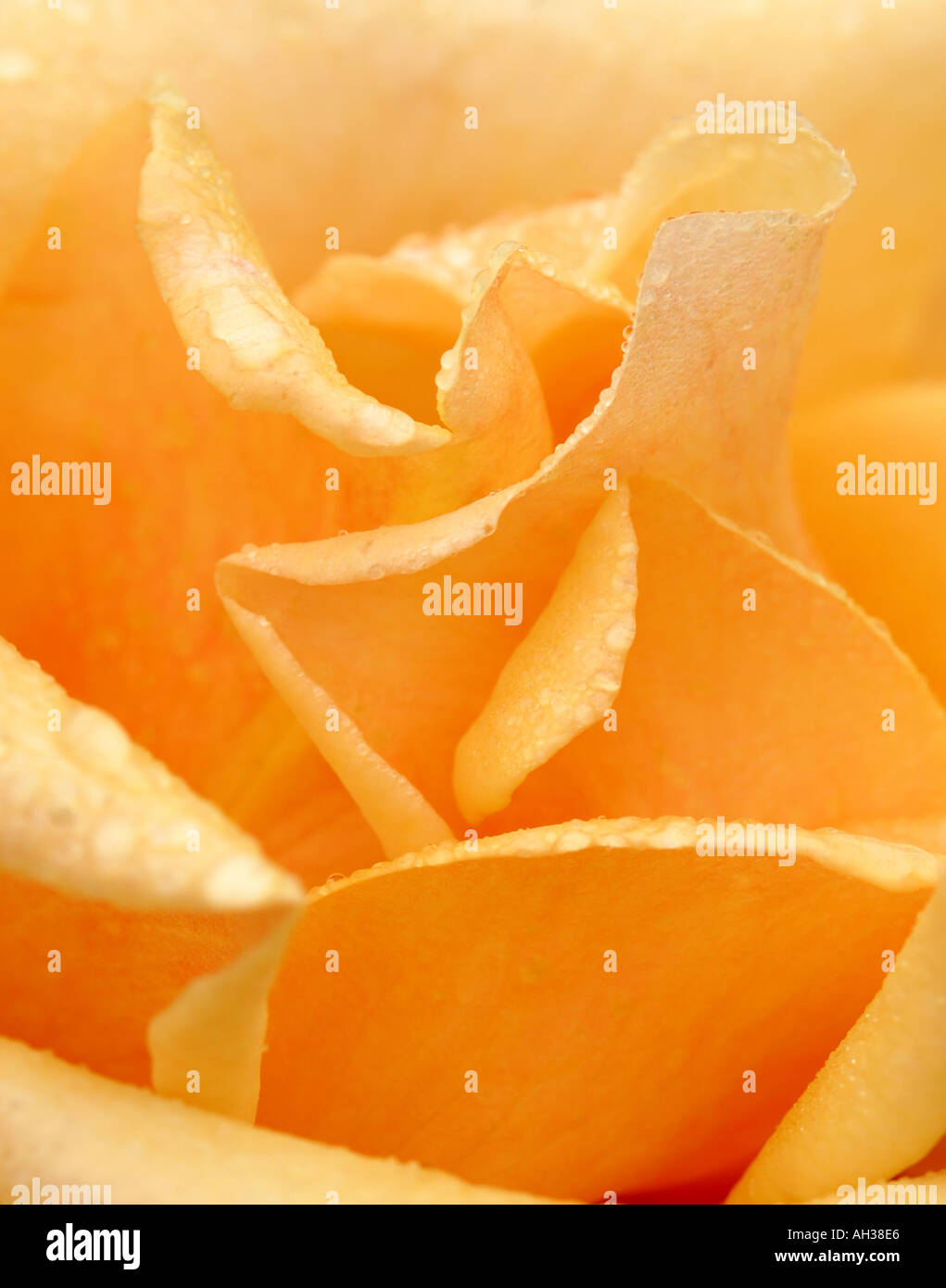 Brandy rose hi-res stock photography and images - Alamy