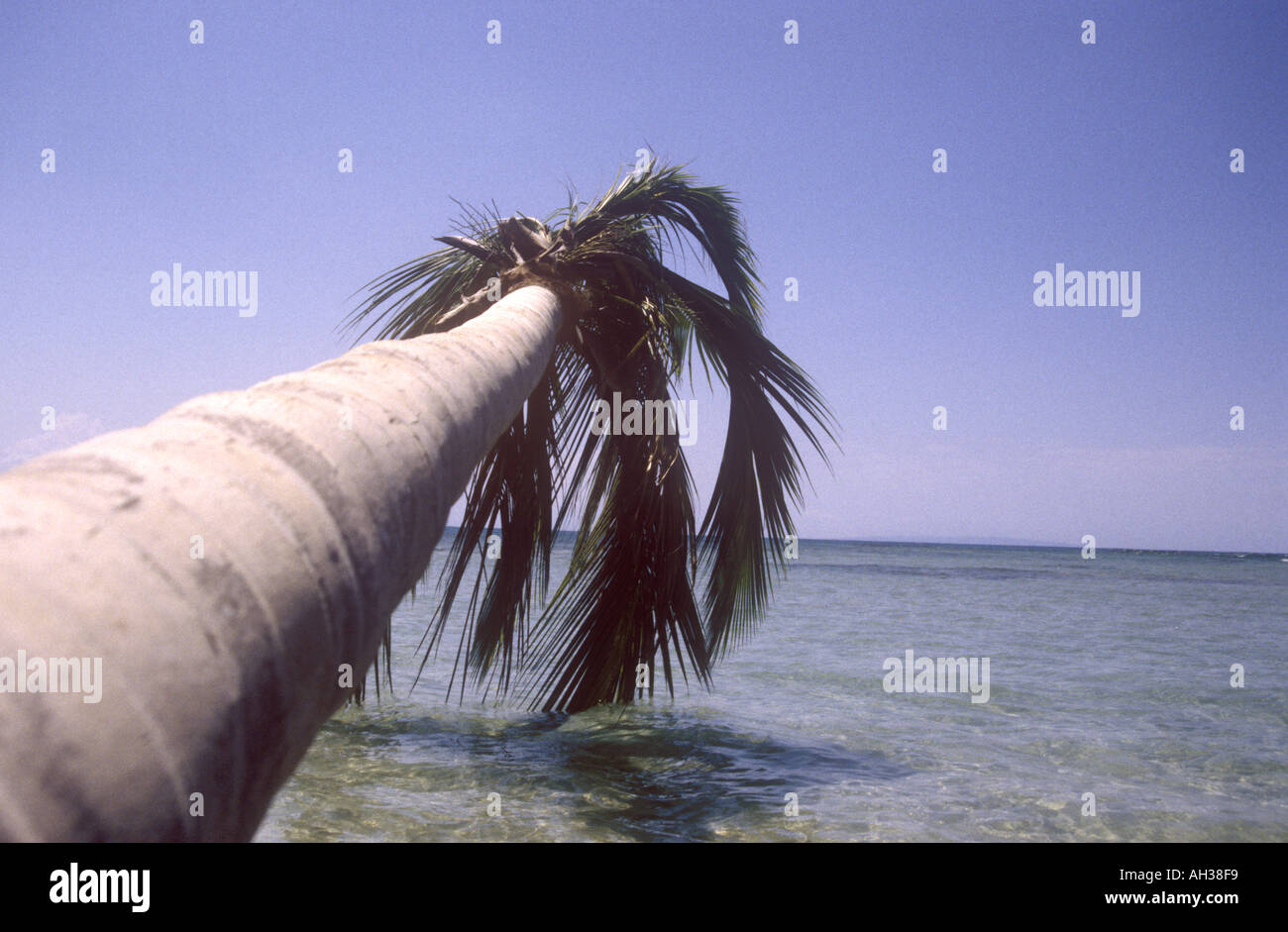 Falling coconut tree in Punta Bonita Dominican Republic Stock Photo - Alamy