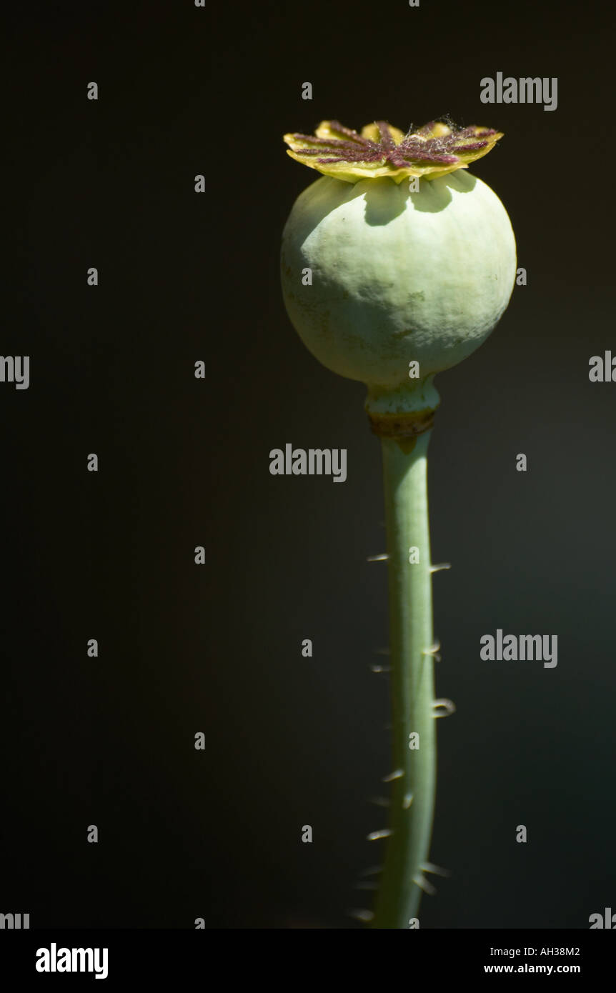 Poricidal capsule hi-res stock photography and images - Alamy