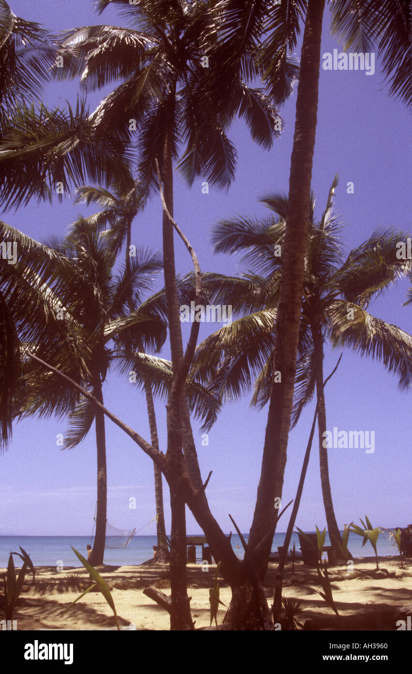 Coconut trees in Colon Beach Dominican Republic Stock Photo - Alamy