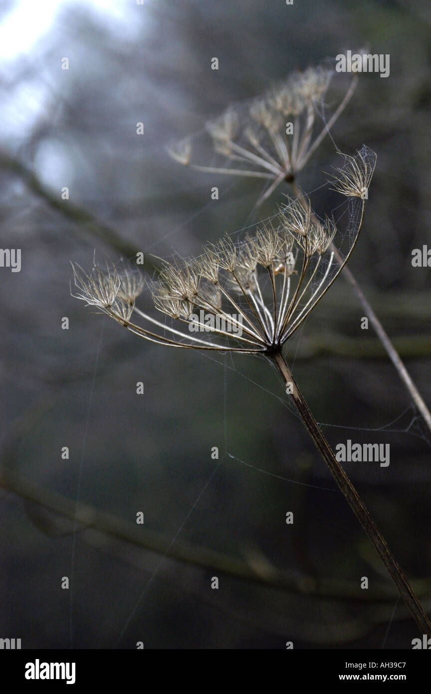 Deadheads hi-res stock photography and images - Alamy