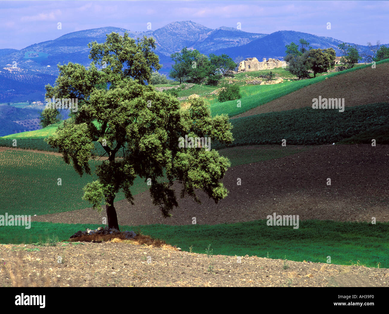 Tree in land Iznajar Southern Spain Andalucia Stock Photo - Alamy