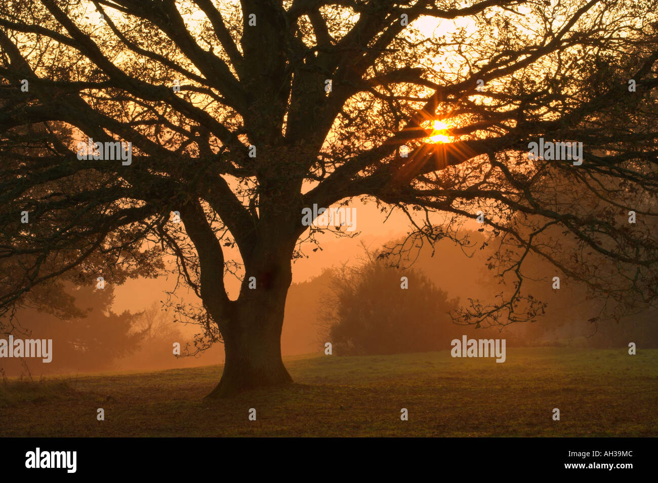 Newlands corner tree hi-res stock photography and images - Alamy