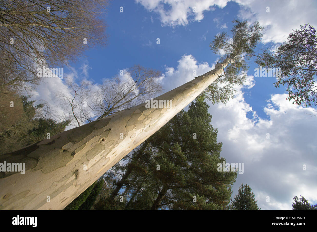 Shining gum Myrtaceae Eucalyptus nitens at Blackwater Arboretum Stock ...