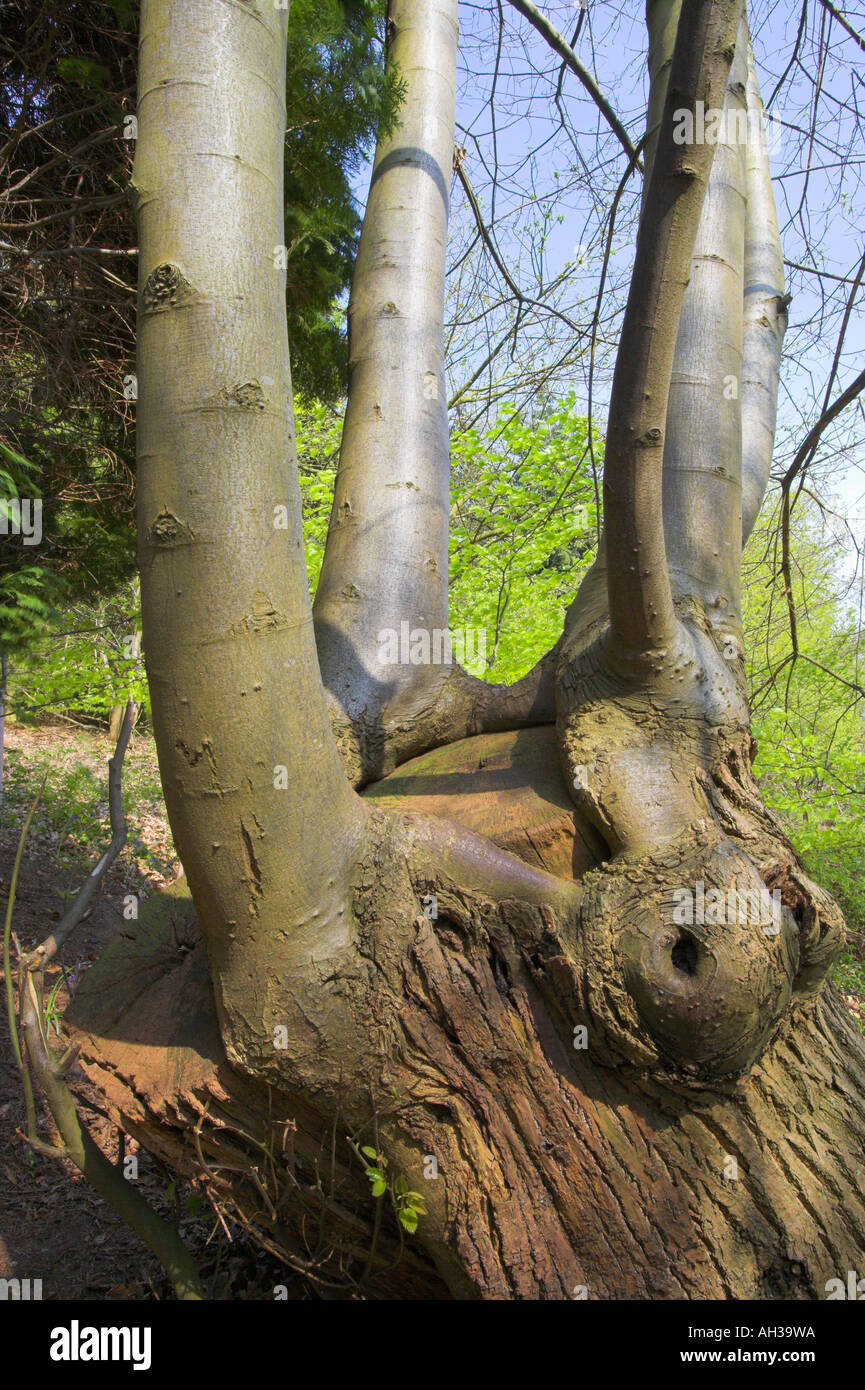 Healing tree hi-res stock photography and images - Alamy