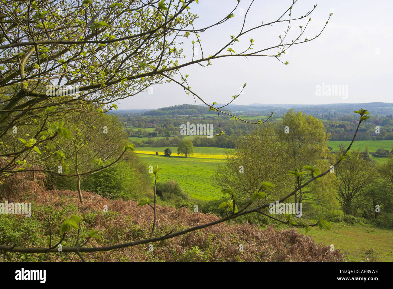 Tangley Hill Chilworth and East Shalford viewed from Chantries Stock ...
