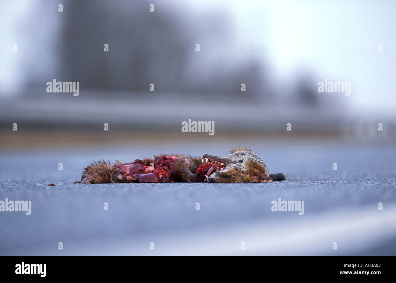 Road Kill red fox Stock Photo - Alamy