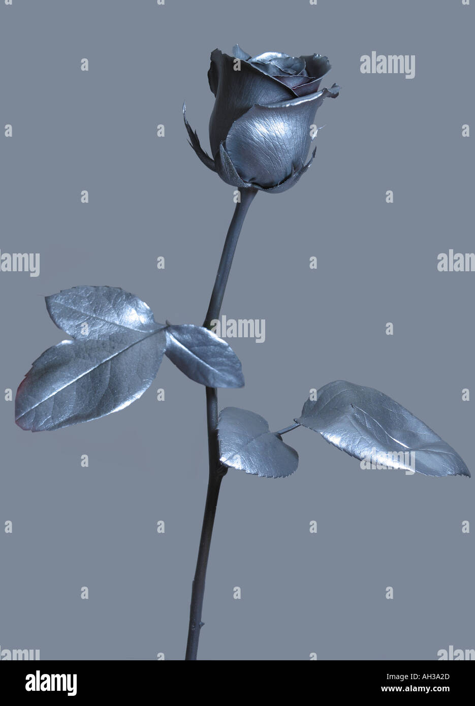 Rose and silver hi-res stock photography and images - Alamy