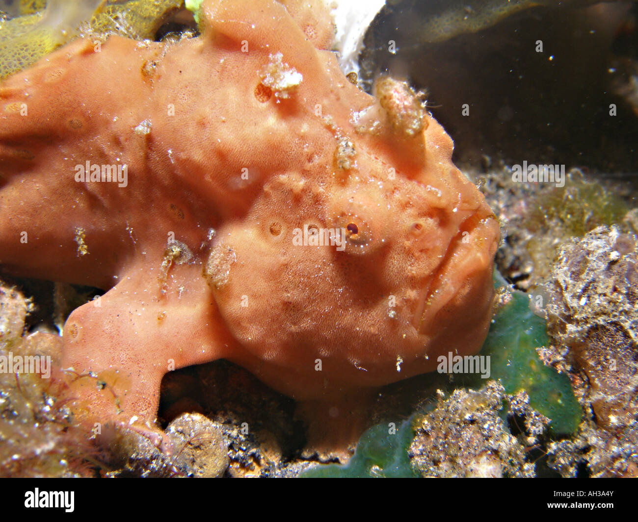Painted Frogfish/anglerfish (Antennarius pictus) Lembeh Starit, North ...