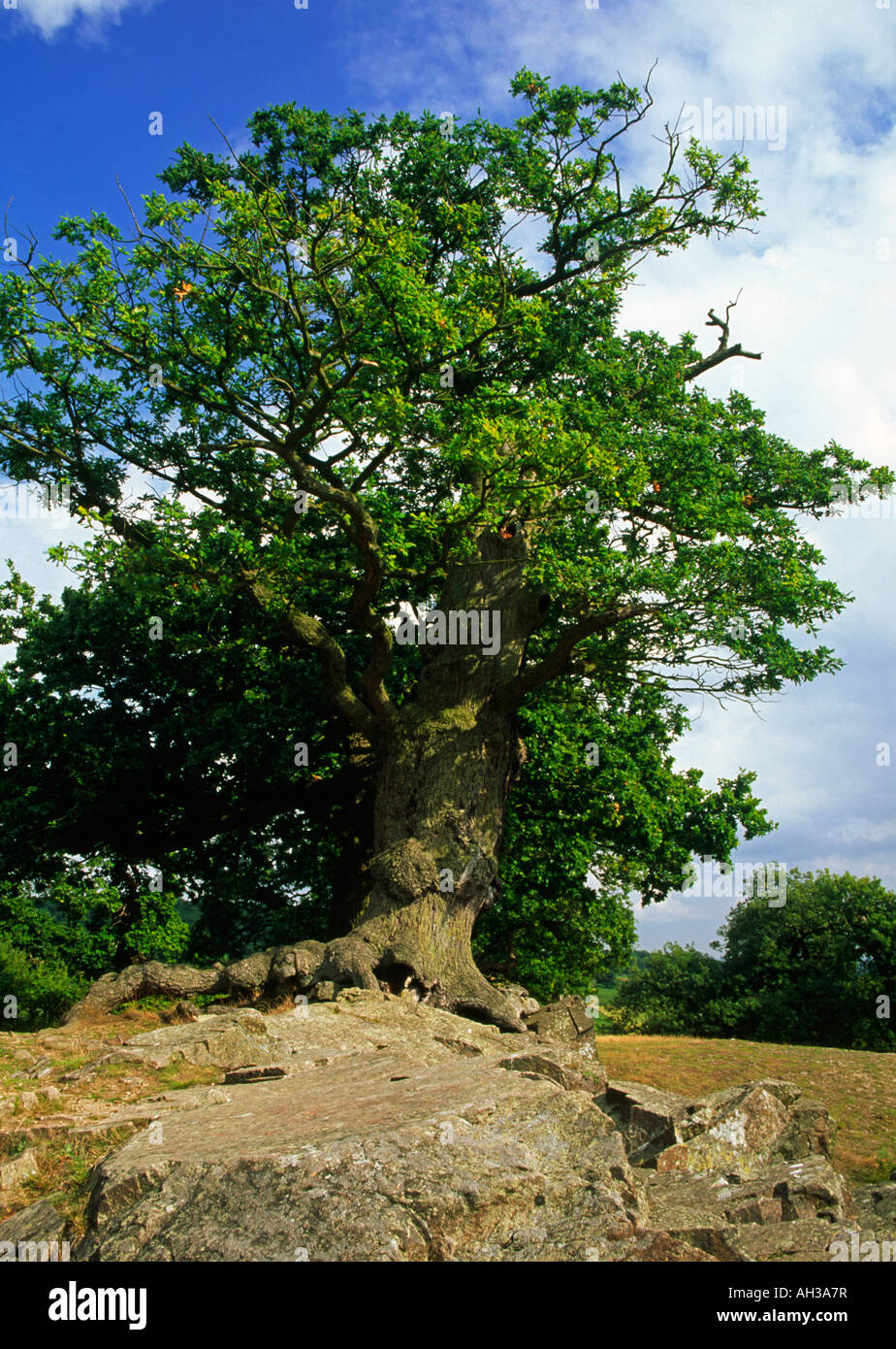 Ancient oak tree and rocks in Bradgate Park Leicestershire England UK ...