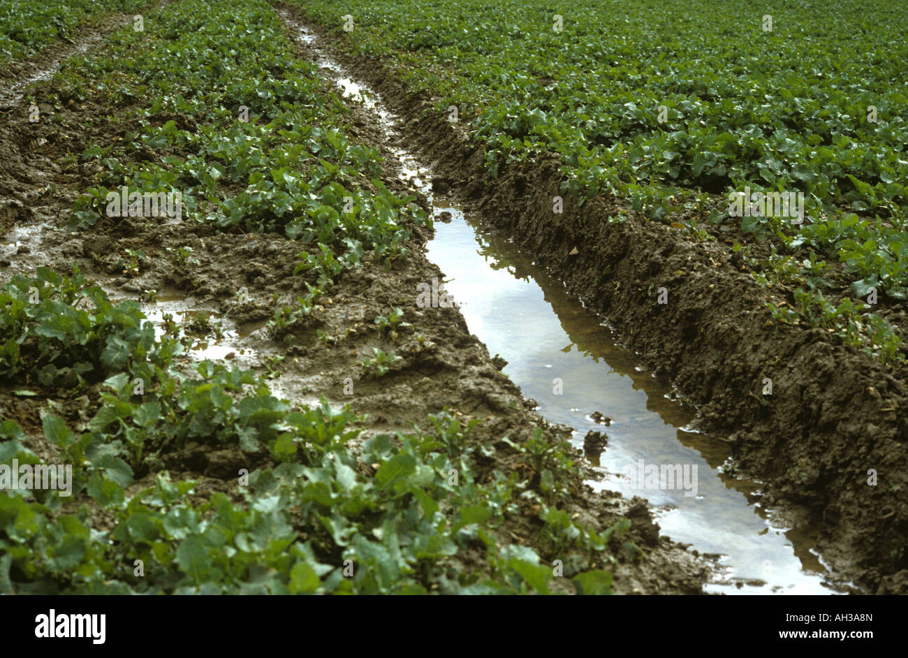 Waterlogging in young oilseed rape lying water in tractor wheel ruts in ...