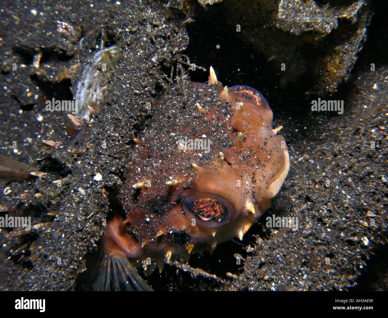 Rounded Porcupinefish, Cyclichthys orbicularis Stock Photo - Alamy