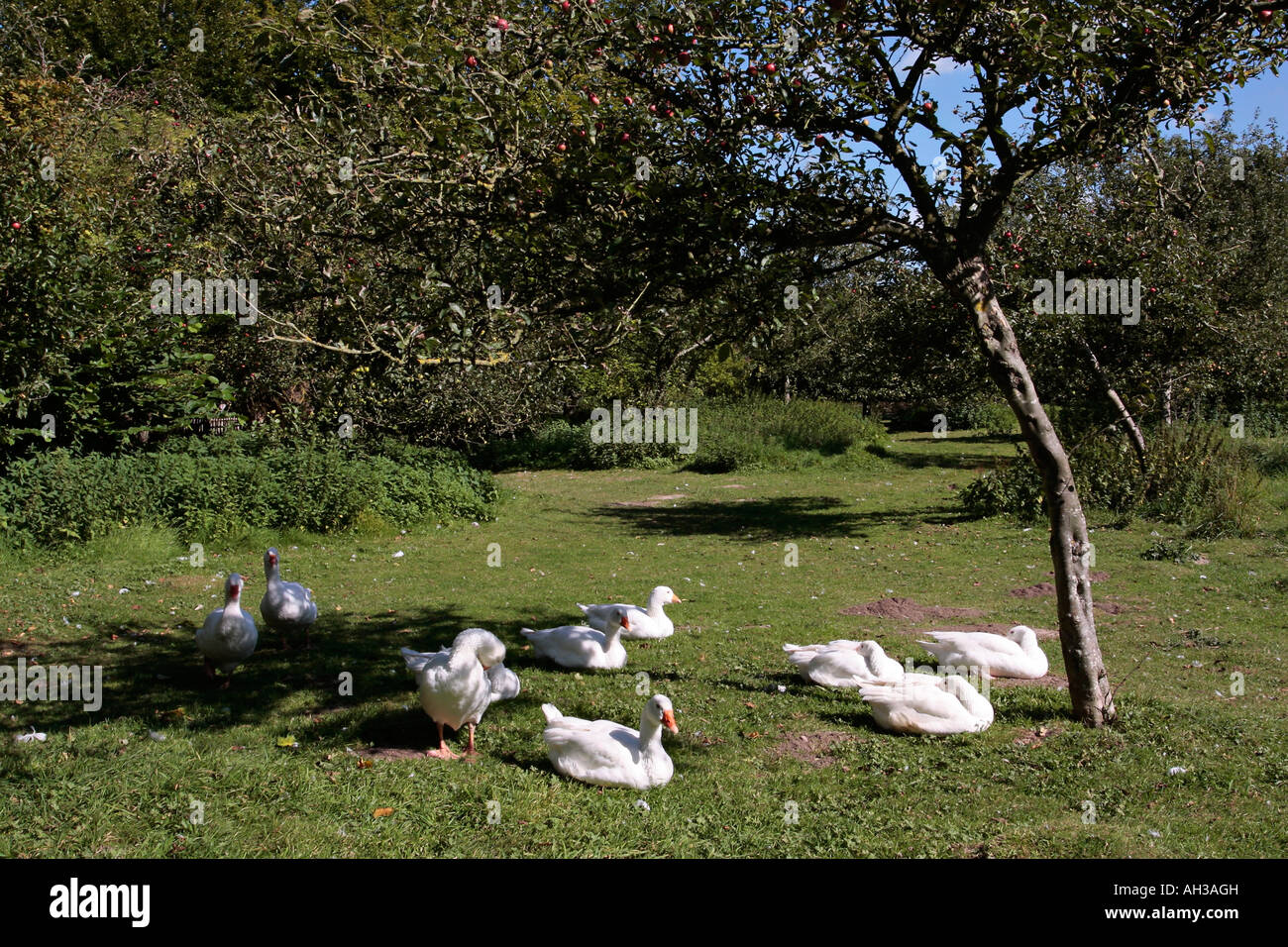 Small flock of white geese in English garden Stock Photo - Alamy