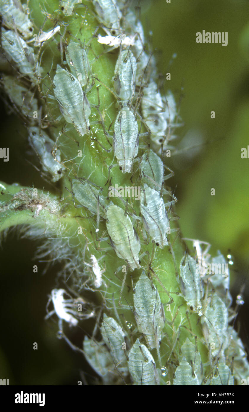 Aphid honeydew secretion hi-res stock photography and images - Alamy