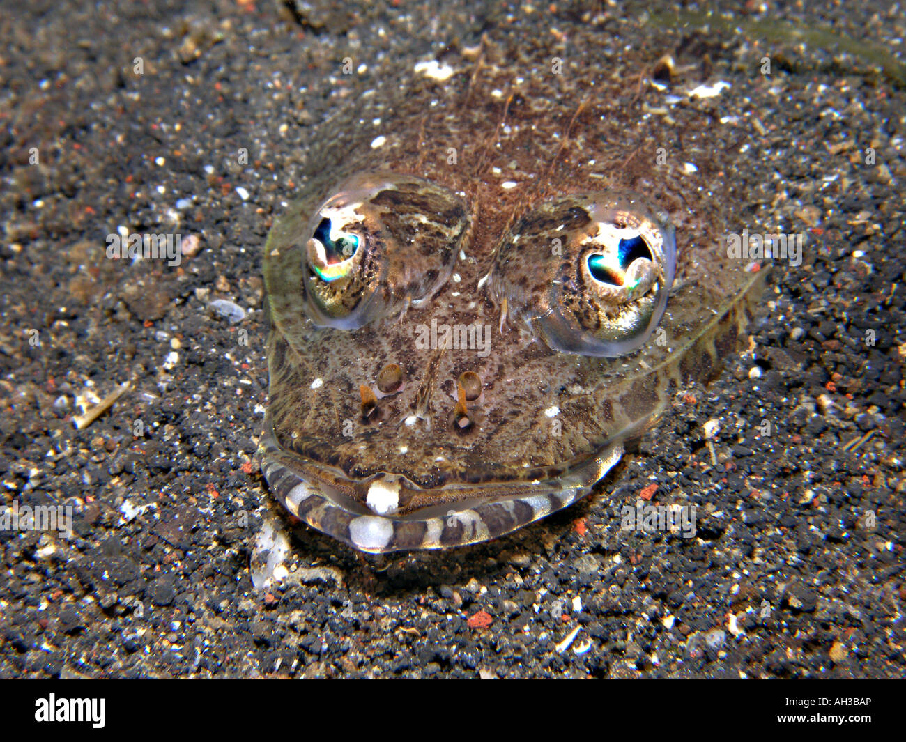 Fringe Lip Flathead, Sunagocia otaitensis Stock Photo - Alamy