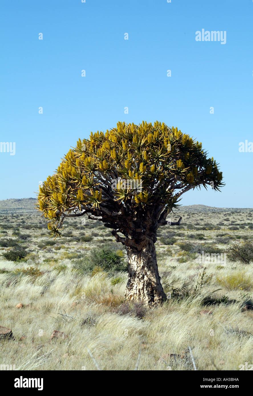 Giant Camel Thorn tree at Kenhardt in the Green Kalahari region. South ...