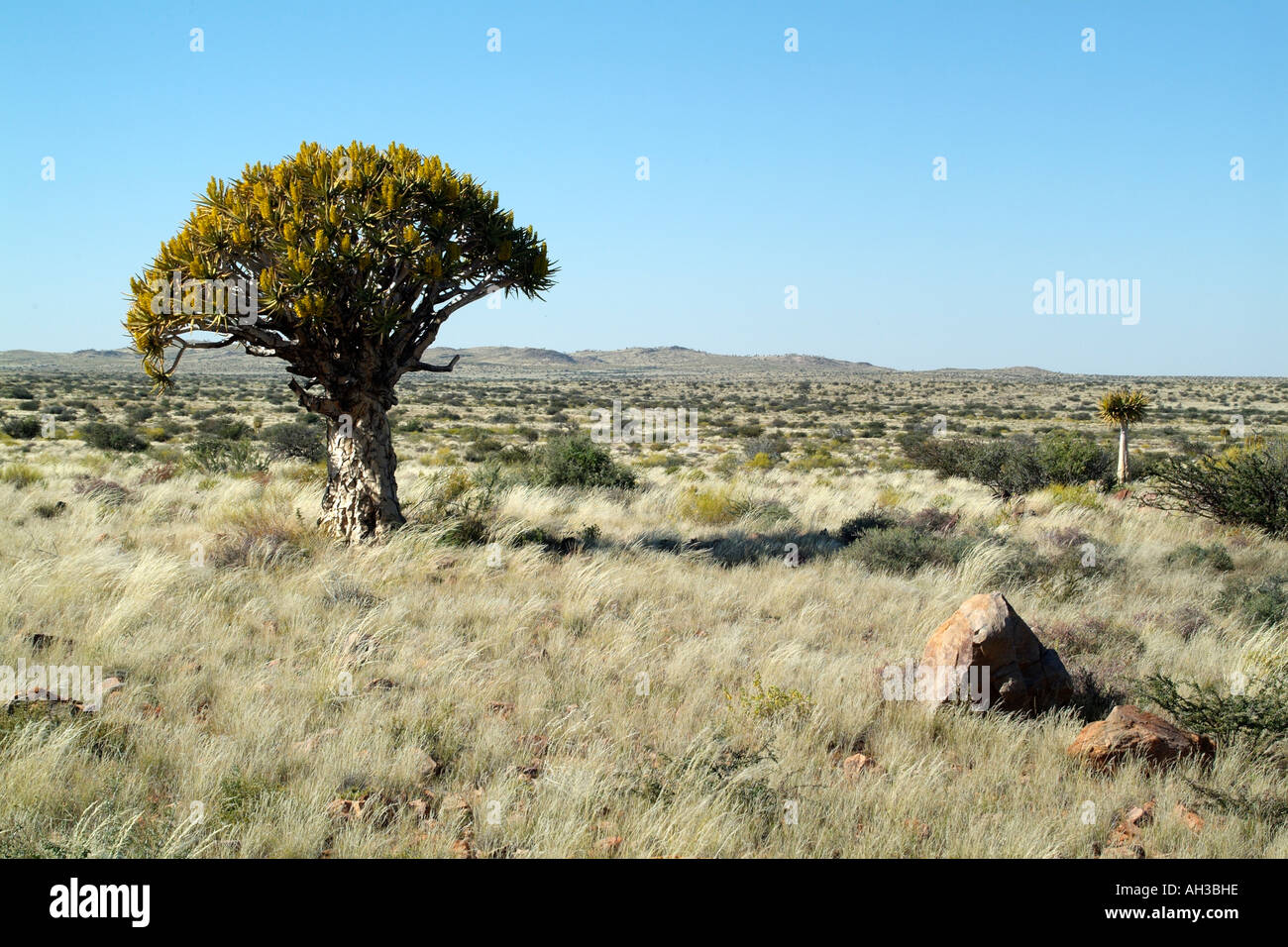 A Kokerboom Quiver tree in bloom. Aloe dichotoma. Northern cape South ...