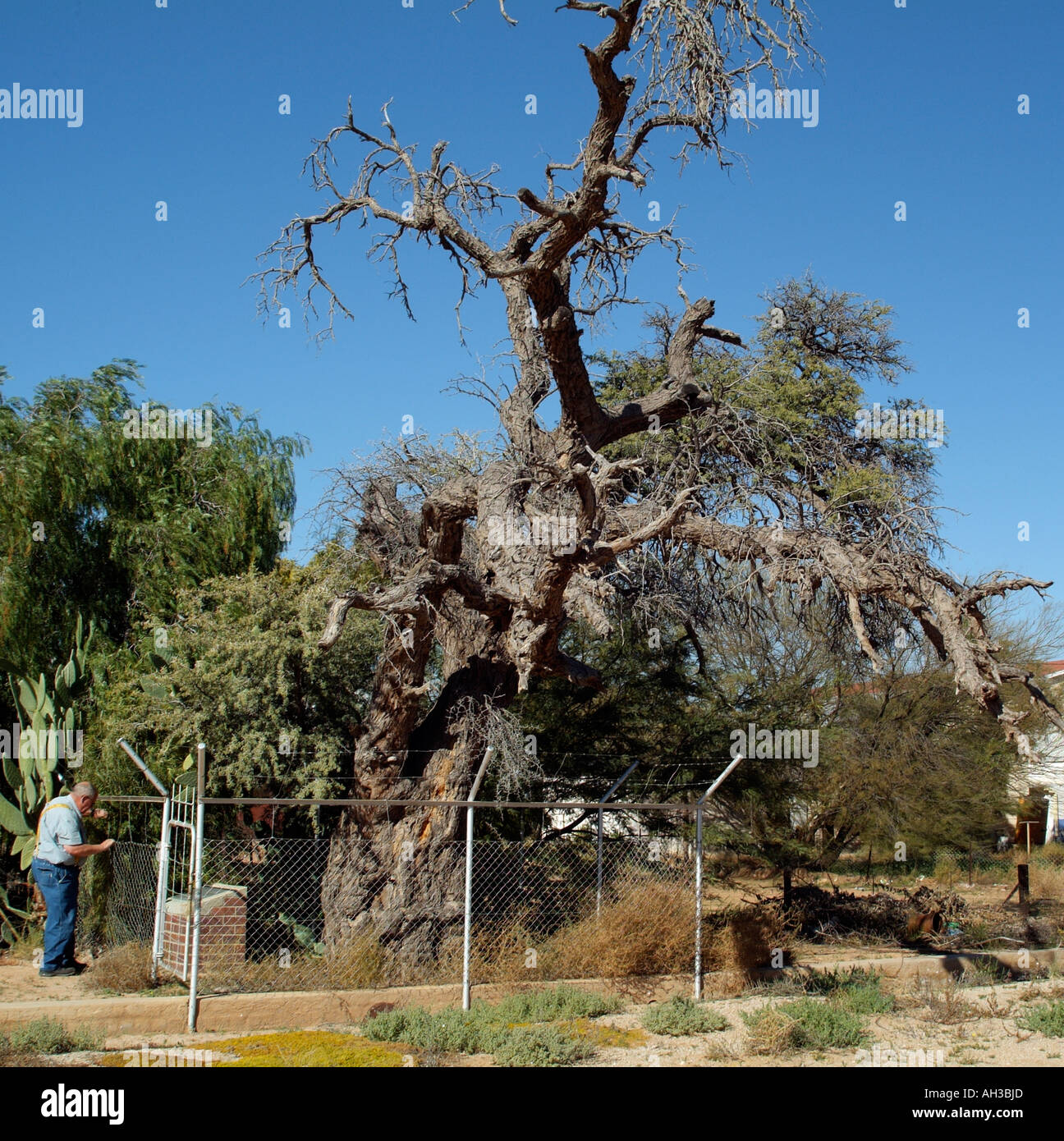 Giant Camel Thorn tree at Kenhardt in the Green Kalahari region. South ...