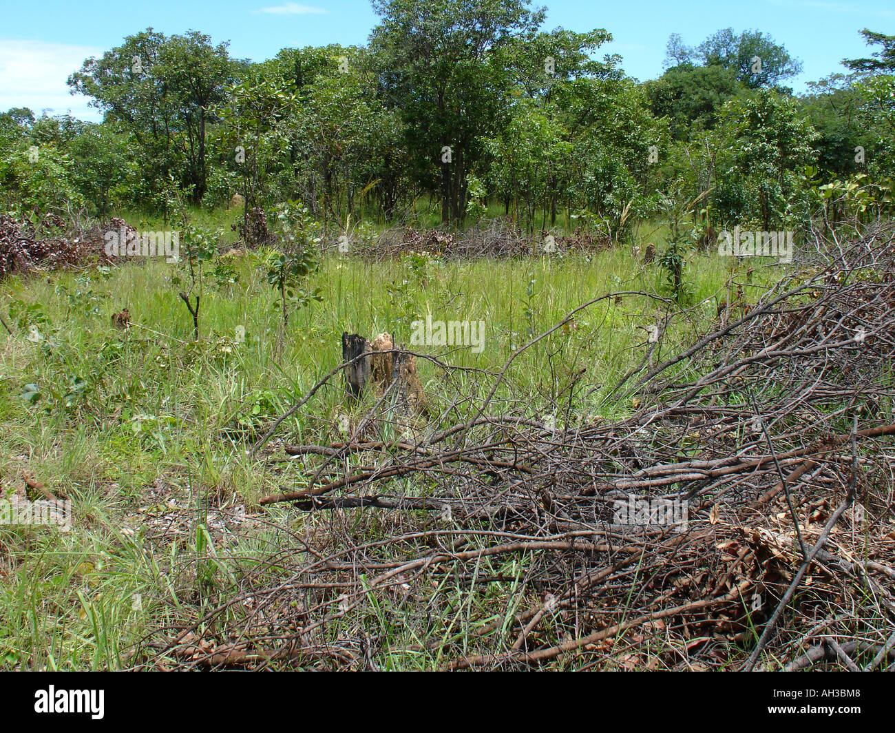 Forest clearance for timber collection and charcoal production in ...