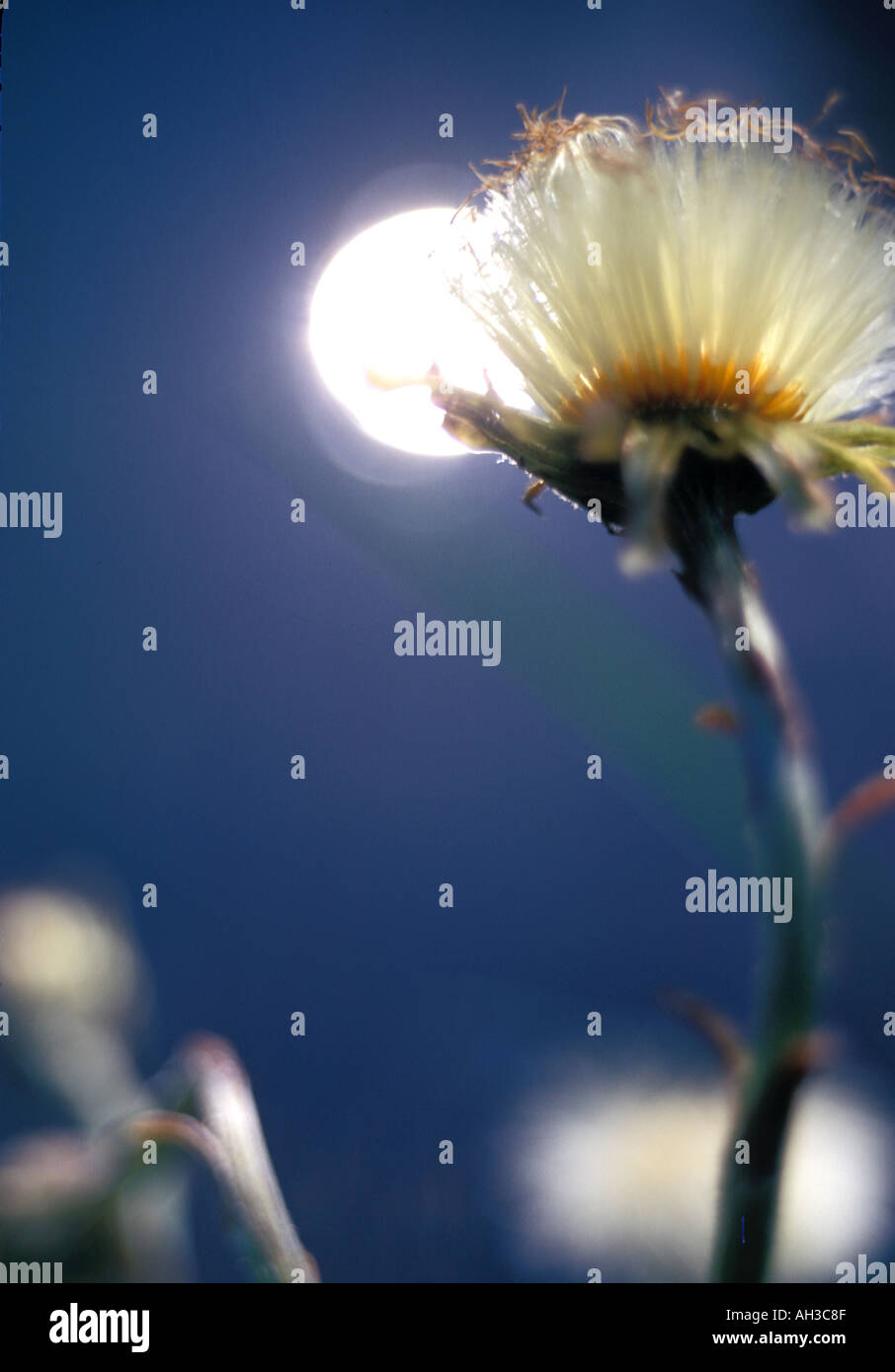 Seed head backlit by reflection of sun in water Stock Photo - Alamy