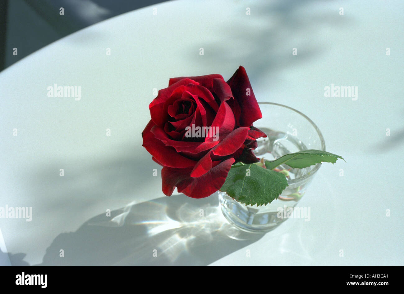 Rose gift of a Greek Stock Photo - Alamy