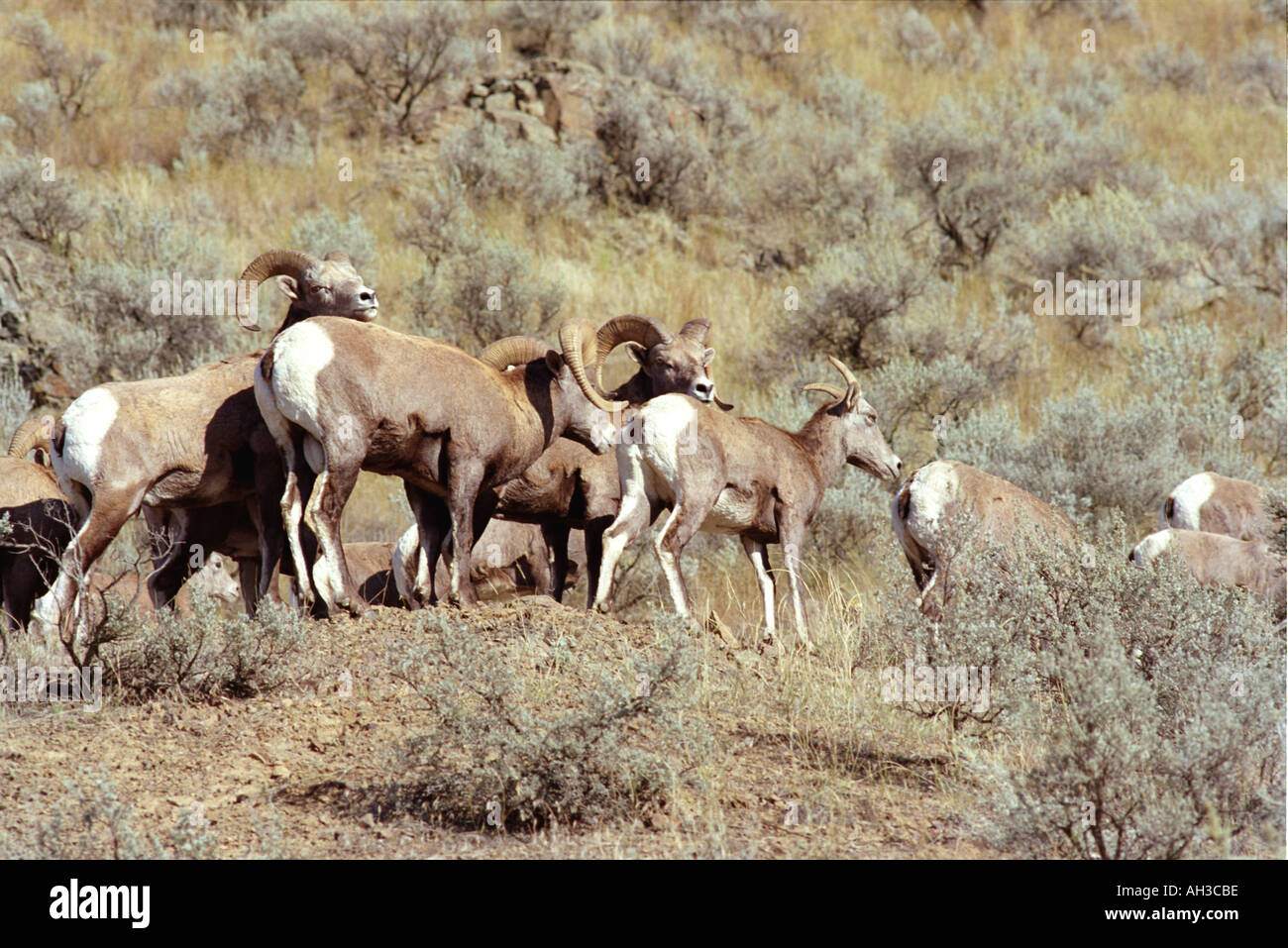 Bighorn sheep grazing beside the highway Kamloops British Columbia ...