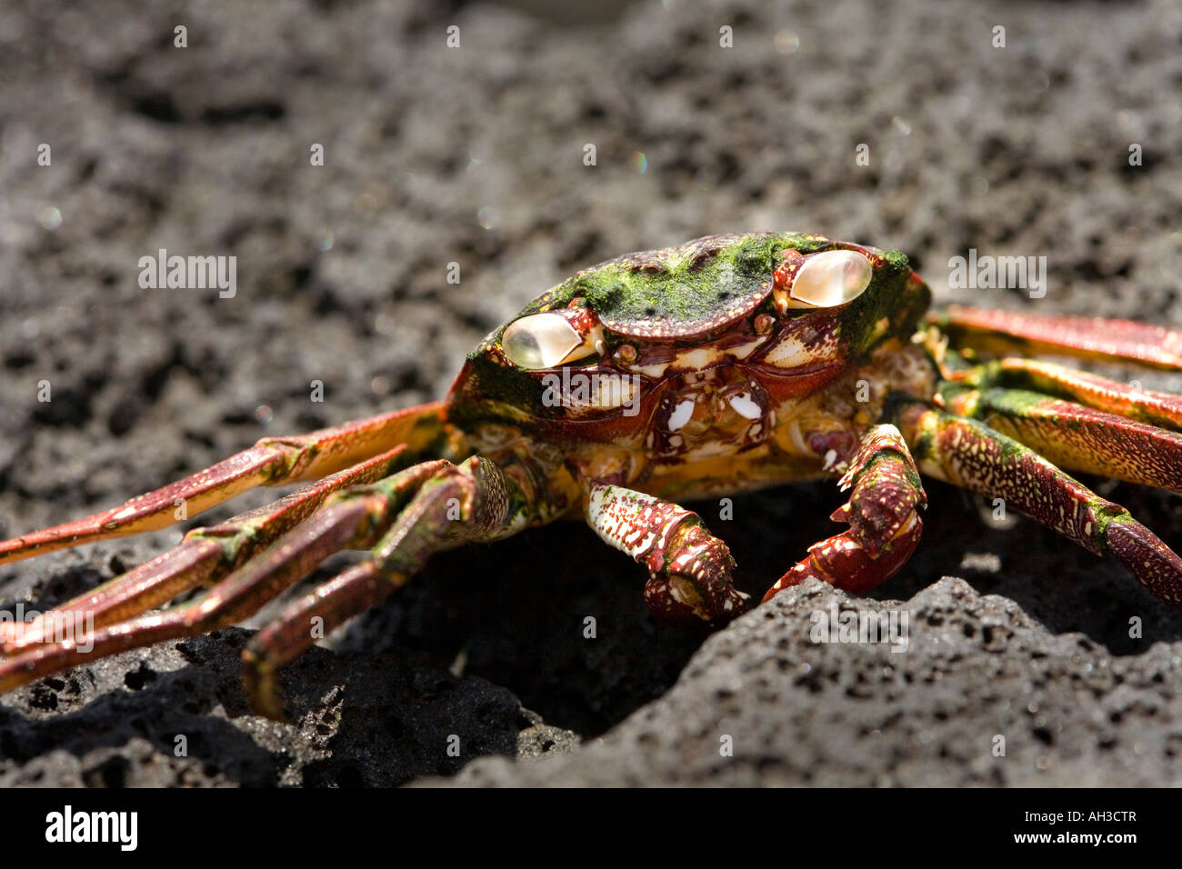 A colorful crab on volcanic black rocks at Punaluu Black Sand Beach ...