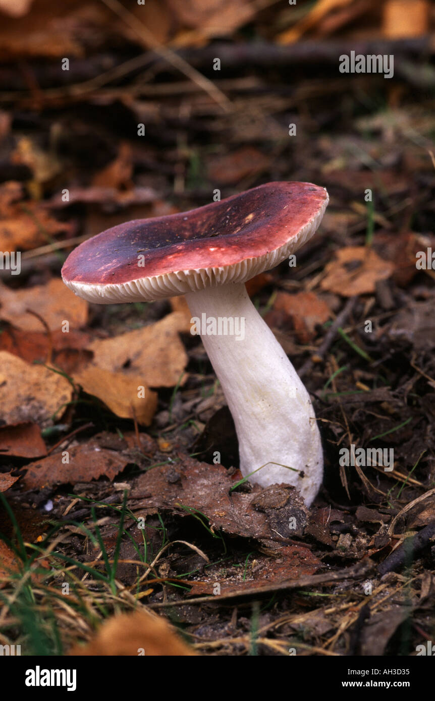 Blackish purple russula russula atropurpurea hi-res stock photography ...