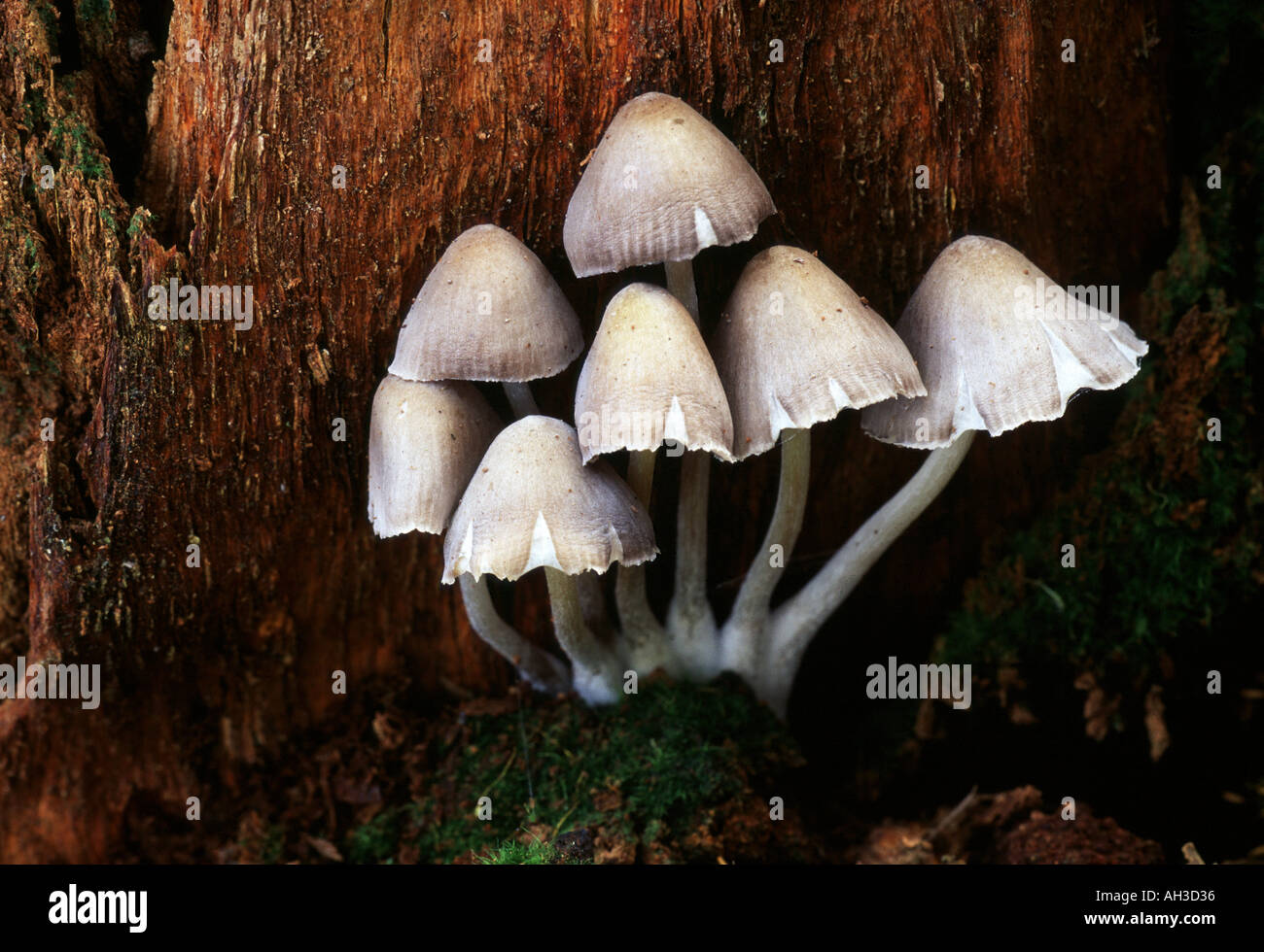 Mycena Polygramma High Resolution Stock Photography and Images - Alamy