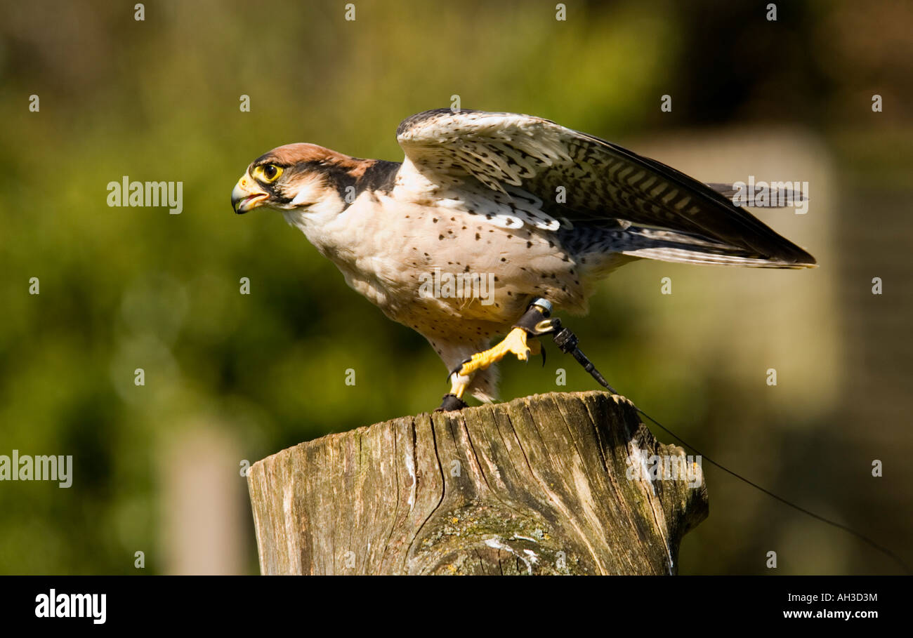 Lanner Falcon Falco biarmicus Stock Photo - Alamy