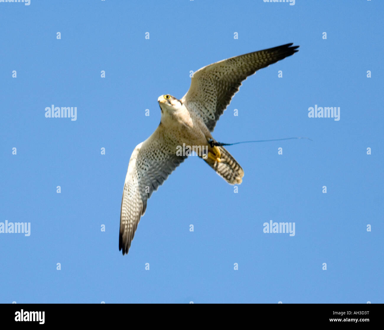 Lanner Falcon Falco biarmicus Stock Photo - Alamy