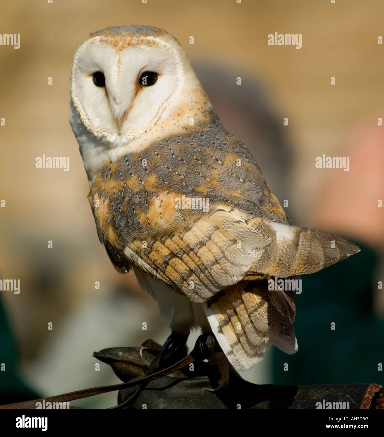 Barn Owl (Tyto alba) sitting on handler's hand, UK Stock Photo - Alamy