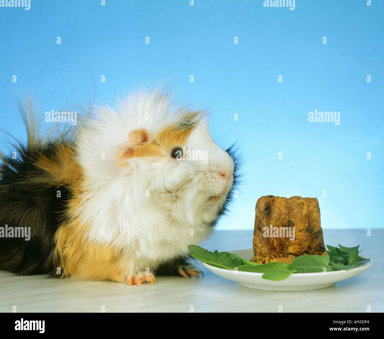 Angora Guinea Pig High Resolution Stock Photography and Images - Alamy
