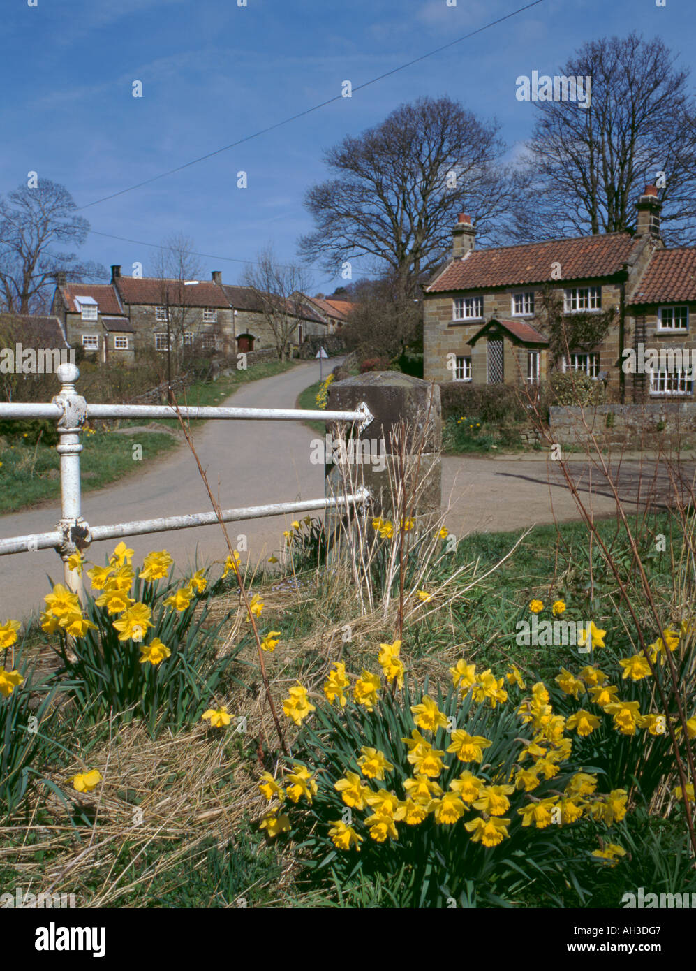 A host of golden daffodils and stone cottages, Chop Gate village, North ...