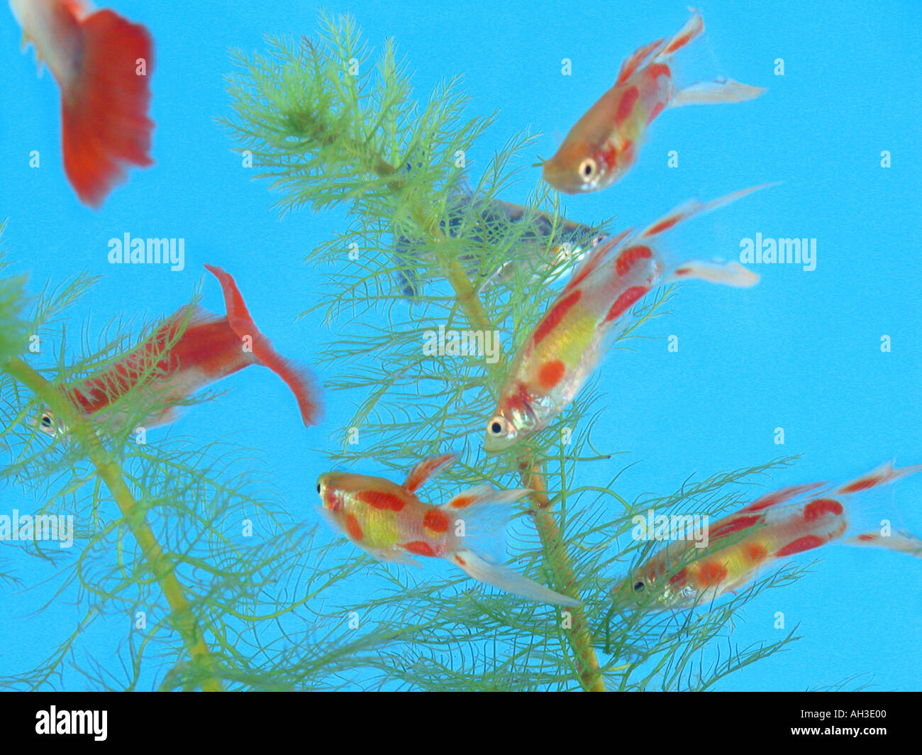 Guppy poecilia reticulata lebistes reticulatus hi-res stock photography ...